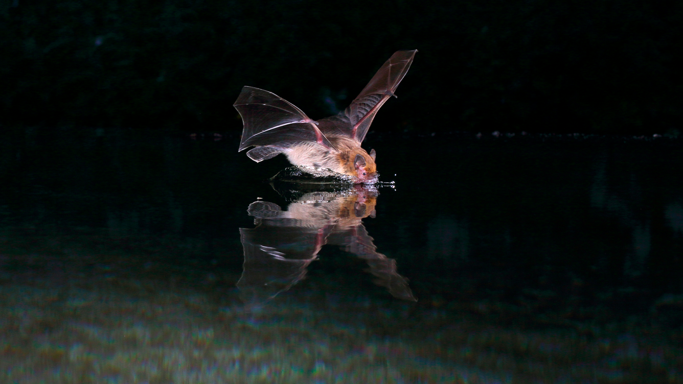 How these tiny bats use a sound map to navigate | Popular Science