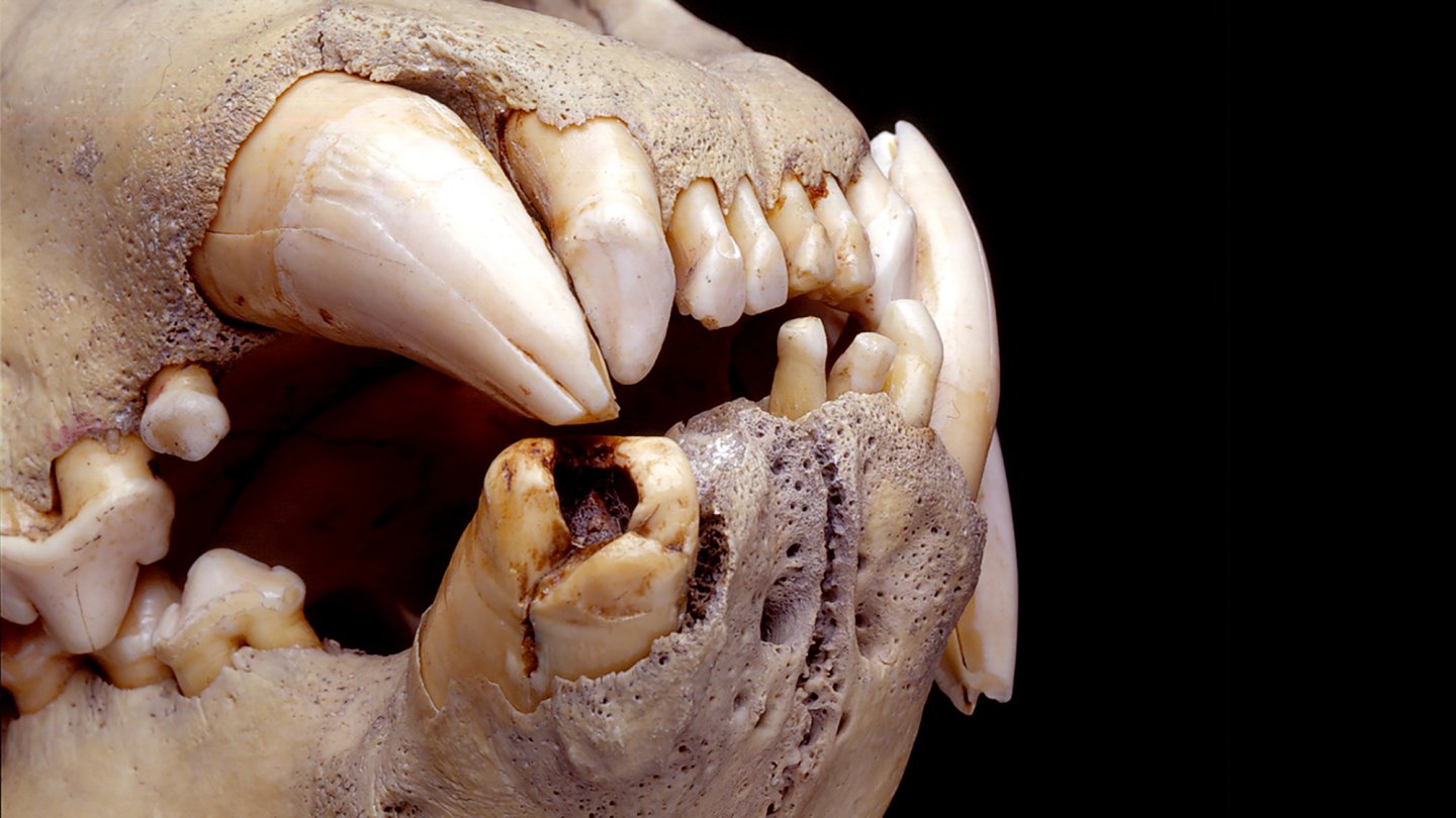 These lions devoured 28 humans, wildebeest, and more in 1898 | Popular ...