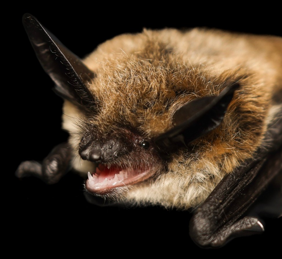 Robert Battinson, Batlor Swift, and more face off in Bat Beauty Contest ...