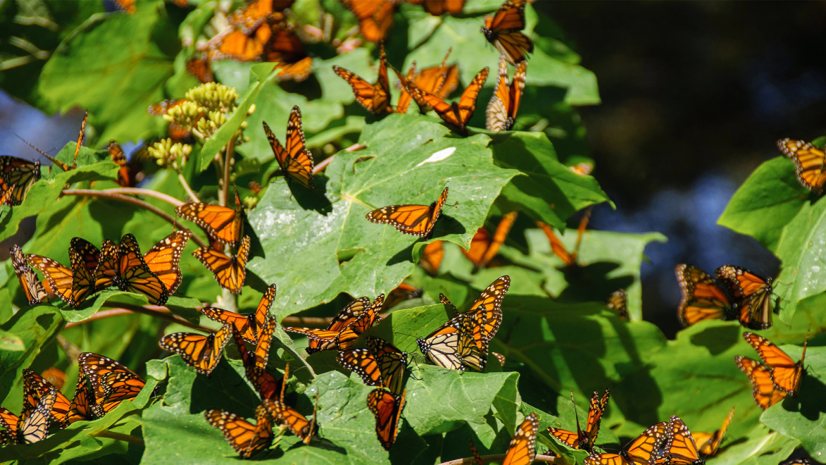 Scientists build rest stops for monarch butterflies on a volcano ...