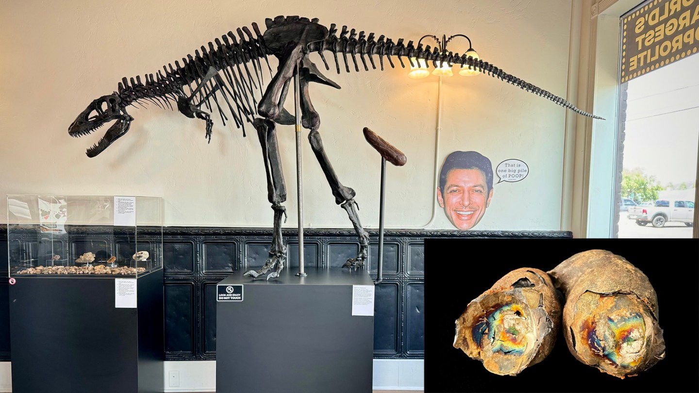 The Poozeum: Fossilized bug farts, T. rex poop, and more ancient ...
