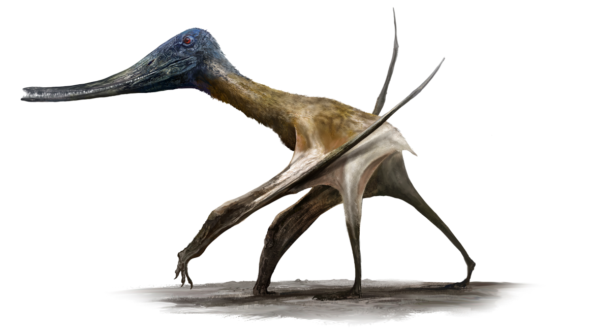 The first true flying vertebrates walked before they could soar ...