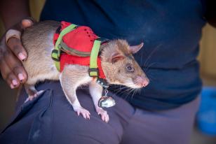Giant three-pound rats trained to sniff out illegal poaching | Popular ...