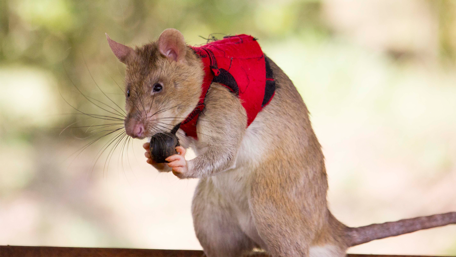 Giant three-pound rats trained to sniff out illegal poaching | Popular ...