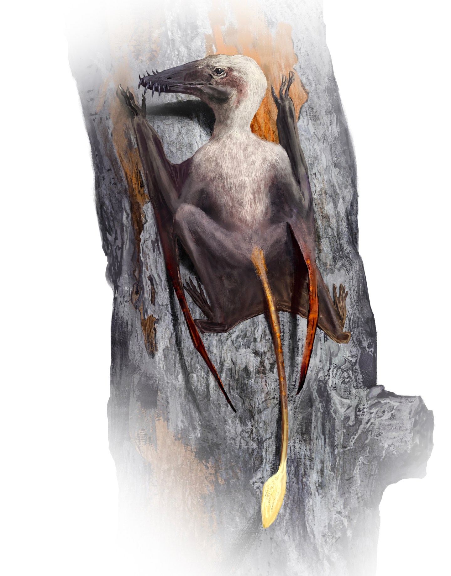 The first true flying vertebrates walked before they could soar ...