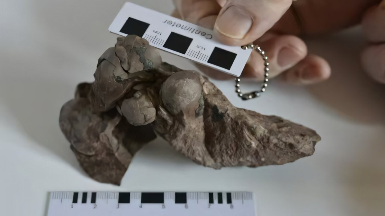 These are the smallest fossilized dinosaur eggs ever found | Popular ...
