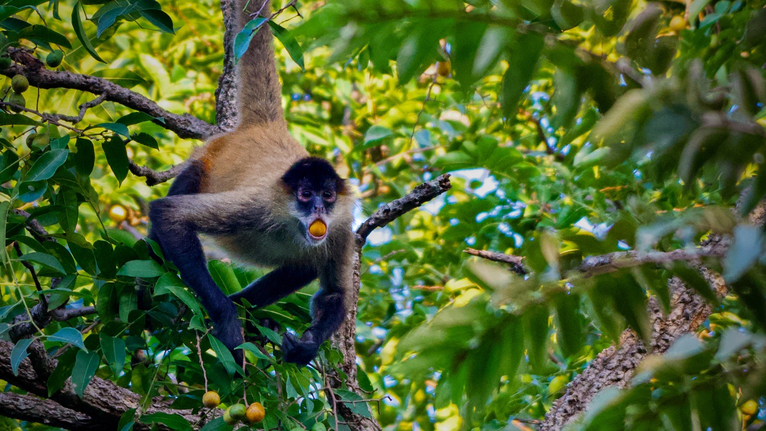 ‘Drunk' animals might be more common | Popular Science