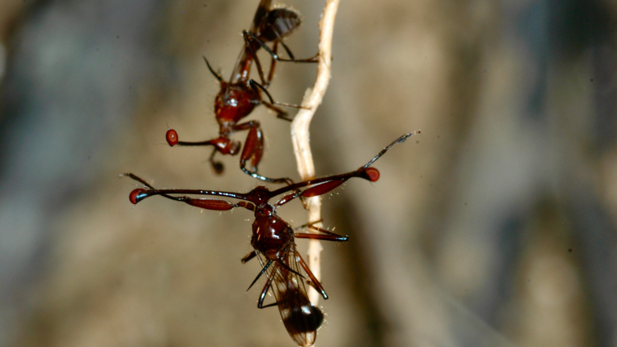 Flies with shorter eye-stalks act aggressively because females are less ...