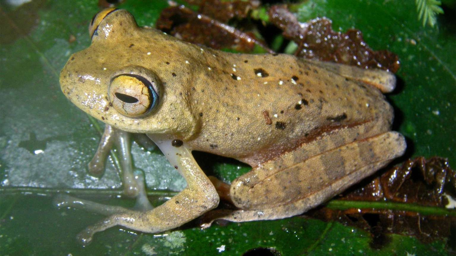 Seven new frog species named for their 'Star Trek'-esque calls ...