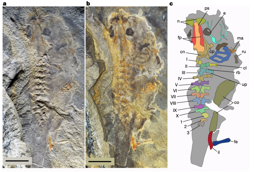 A rock in Argentina turns out to be the oldest tadpole fossil ever ...
