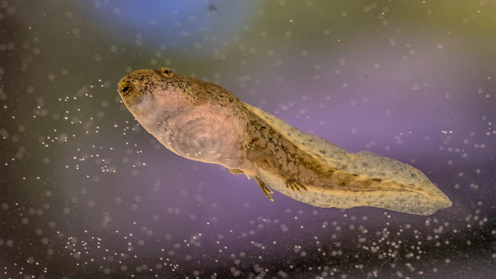 A rock in Argentina turns out to be the oldest tadpole fossil ever ...