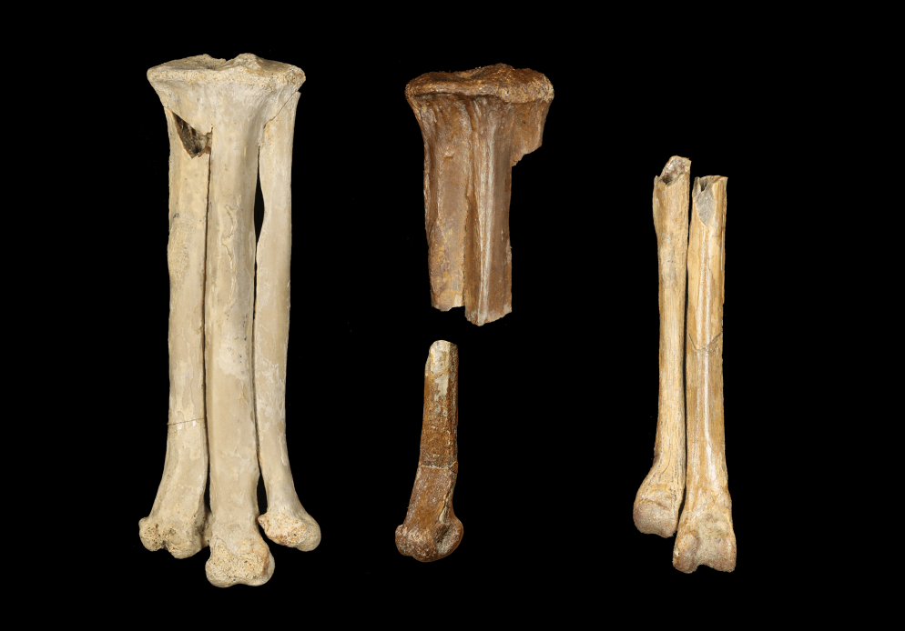 With fearsome feet, hawk-sized Cretaceous birds could scoop up baby ...