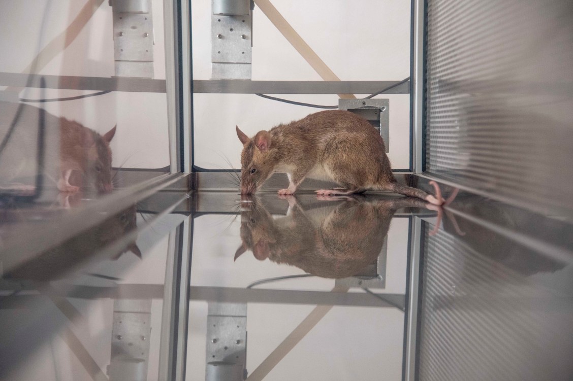 Giant three-pound rats trained to sniff out illegal poaching | Popular ...