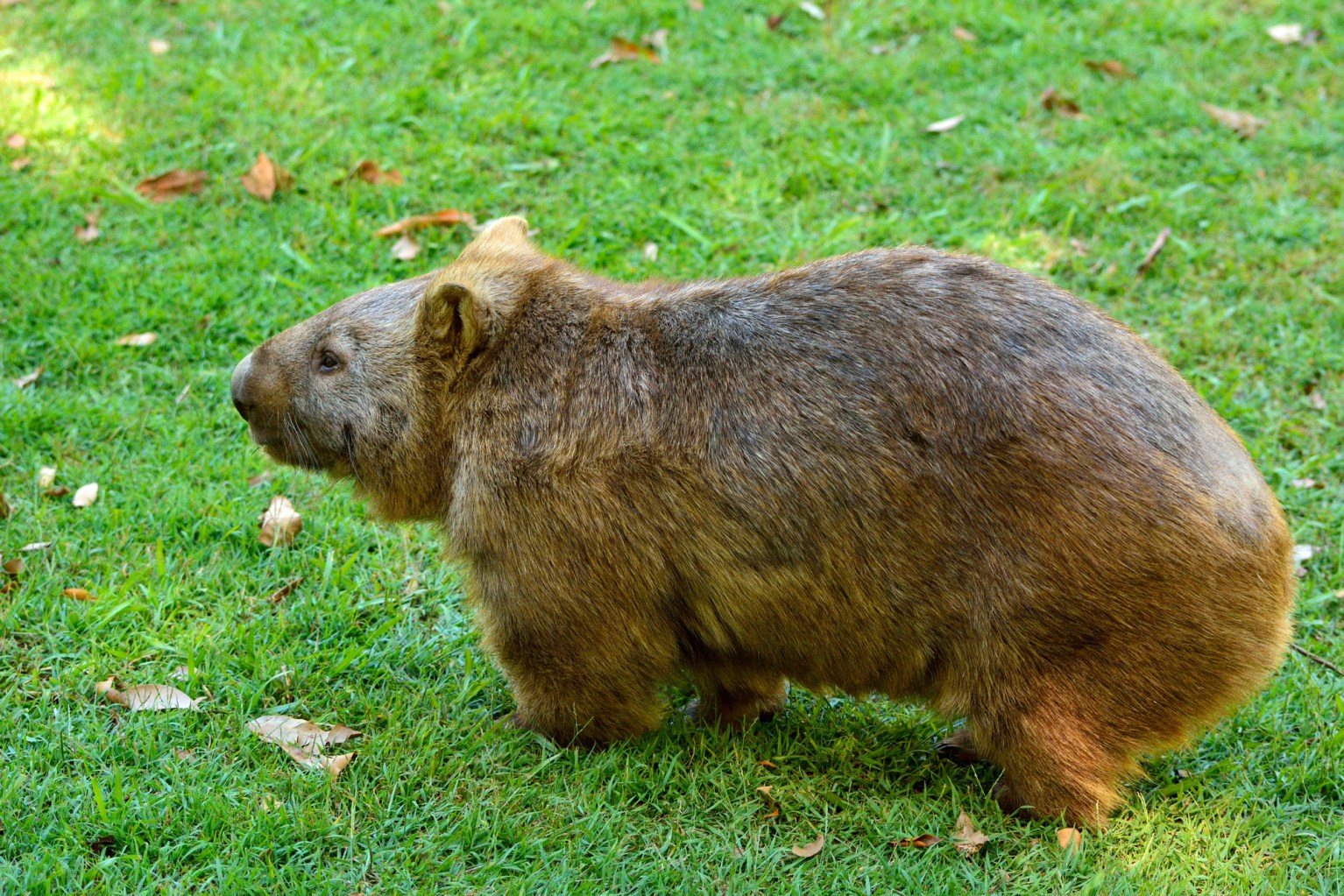 Can wombats kill with their butts? We found the hard truth. | Popular ...