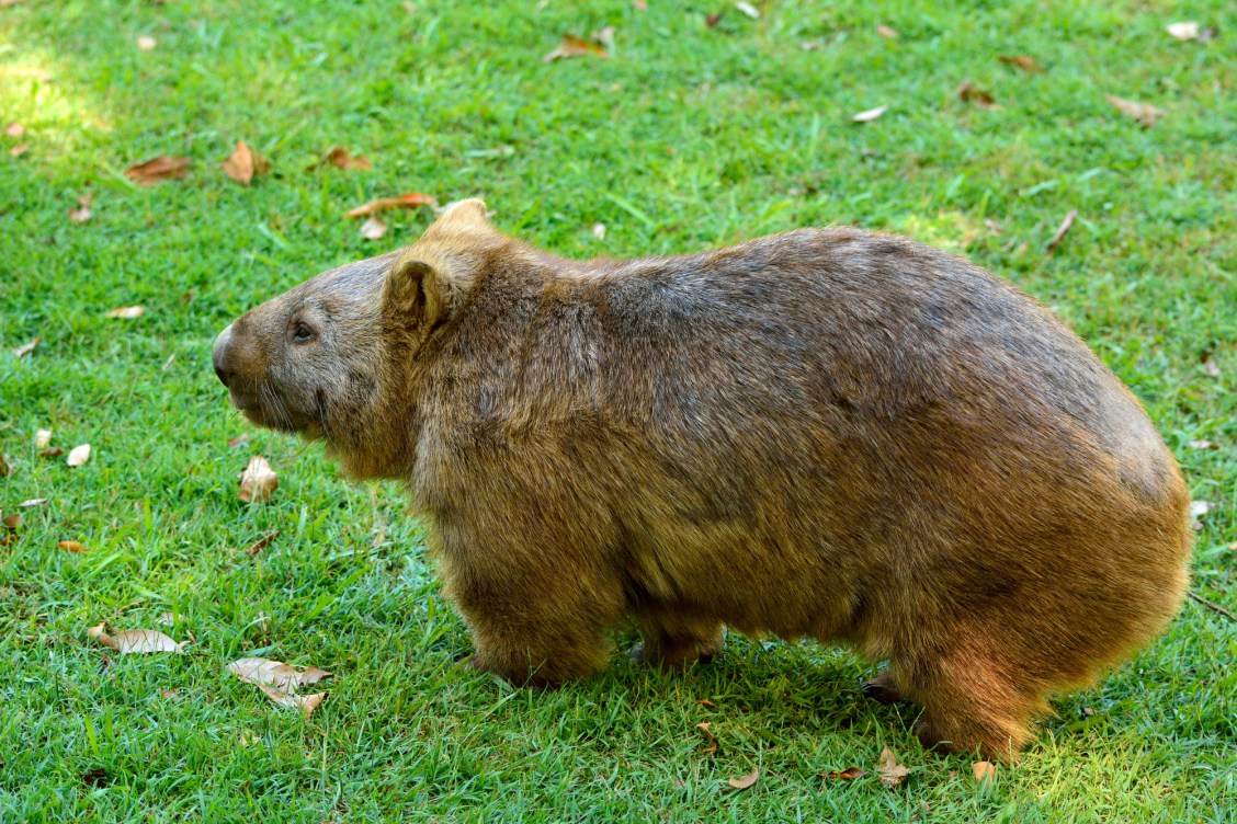 Can wombats kill with their butts? We found the hard truth. | Popular ...