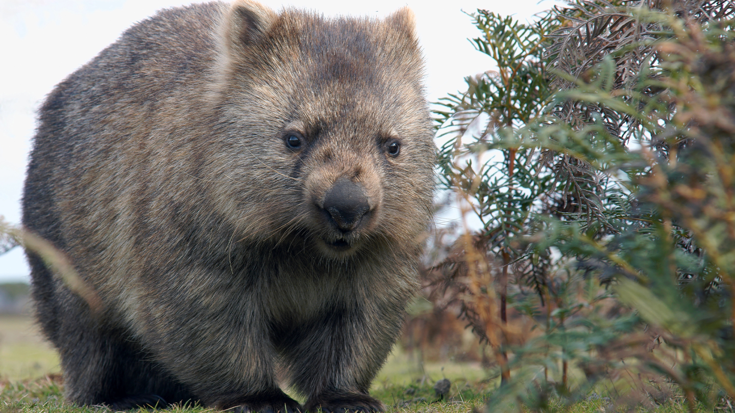 Can wombats kill with their butts? We found the hard truth. | Popular ...