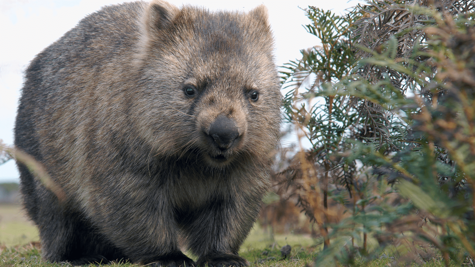 Can wombats kill with their butts? We found the hard truth. | Popular ...