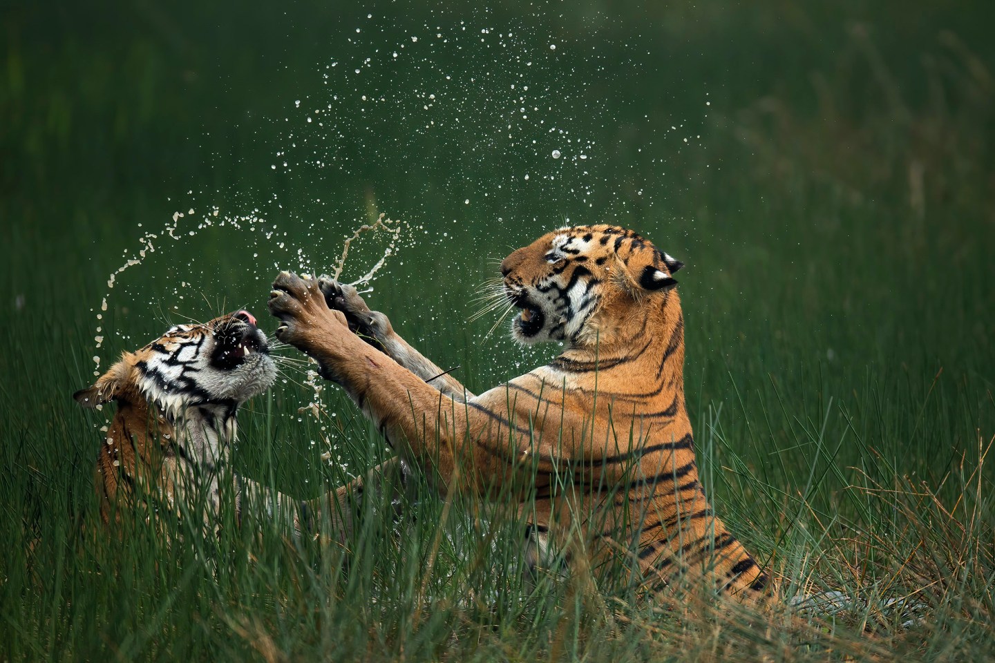 14 dramatic moments from the 2024 Nature’s Best Photo Awards | Popular ...