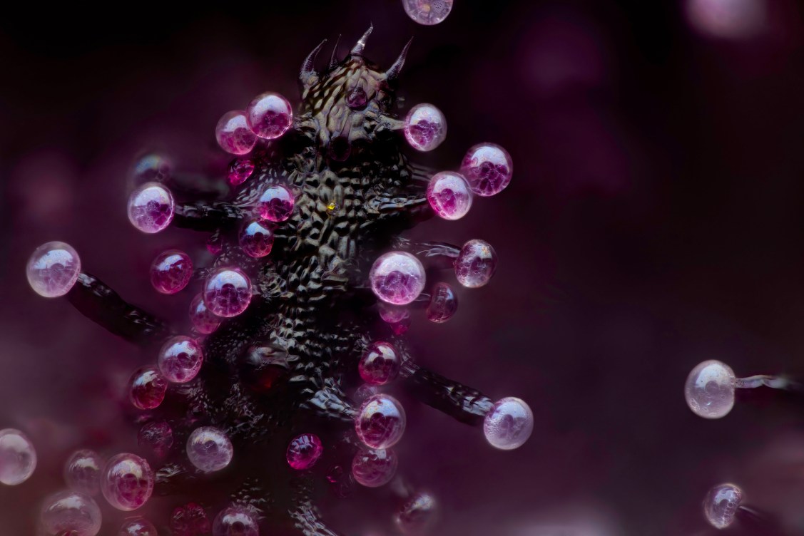 Invisible to the naked eye: 15 gorgeous images captured under a ...