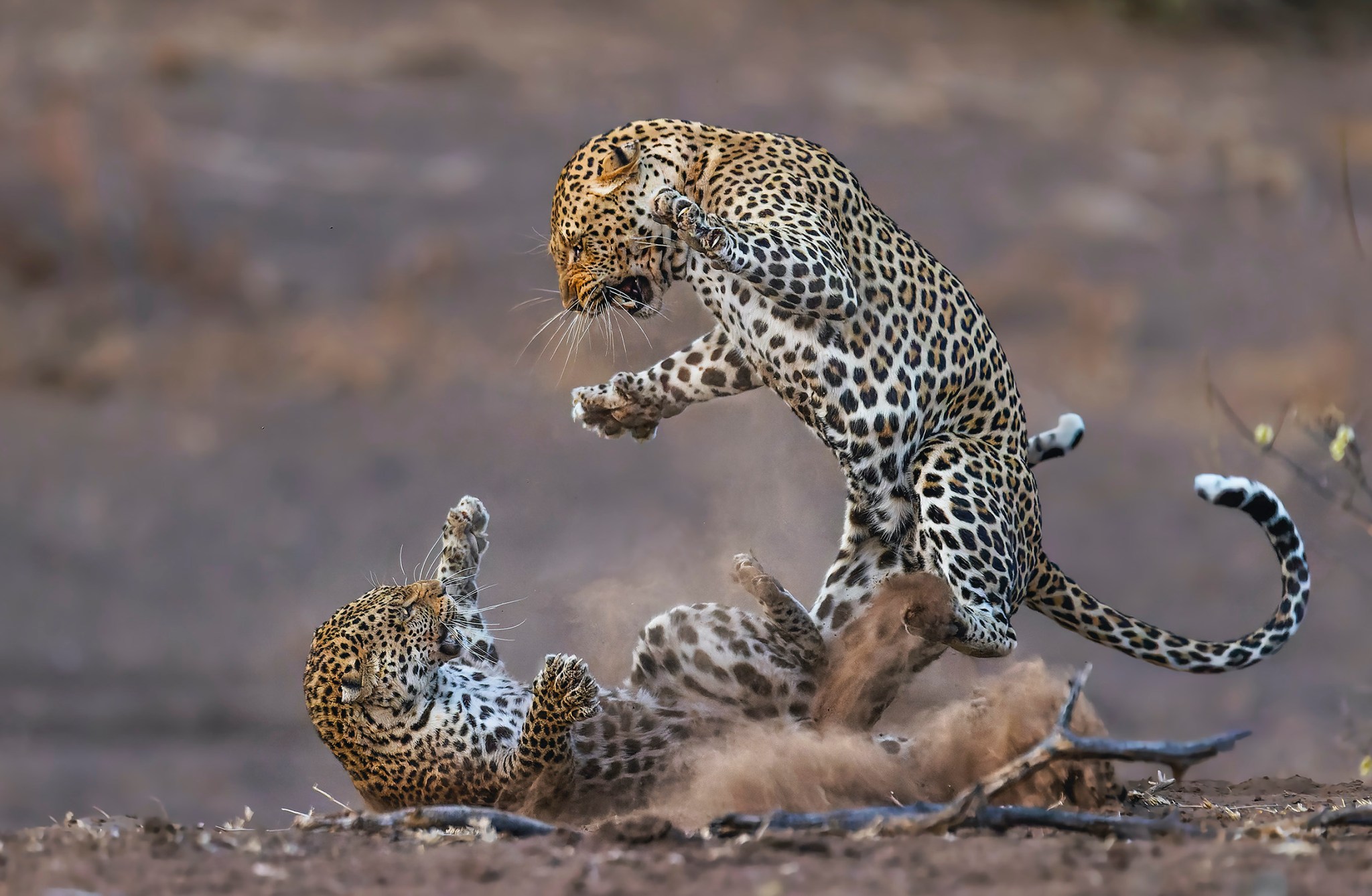14 dramatic moments from the 2024 Nature’s Best Photo Awards | Popular ...