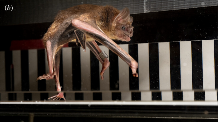 Caught on camera: Rats hunting bats mid-flight | Popular Science