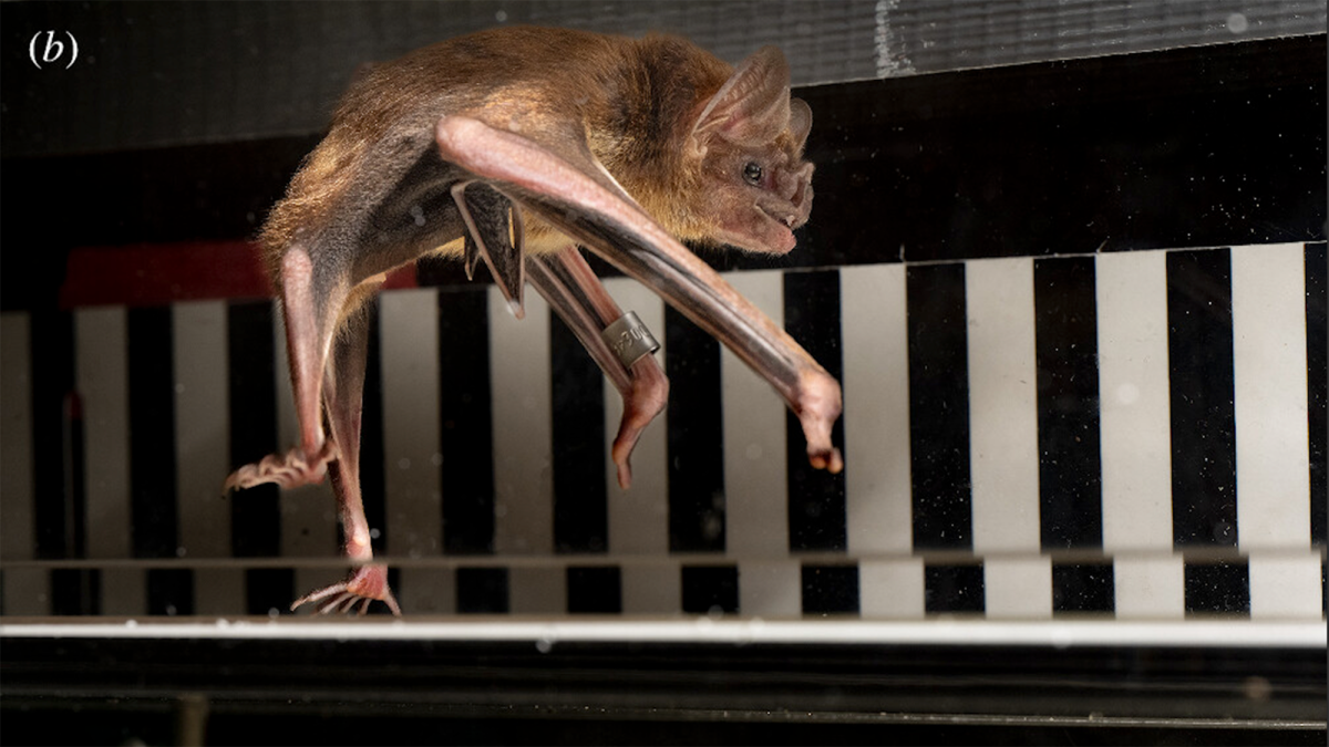 Why scientists made vampire bats run on treadmills | Popular Science
