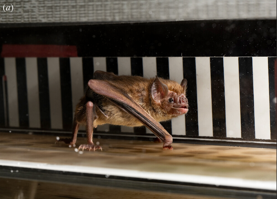 Why scientists made vampire bats run on treadmills | Popular Science