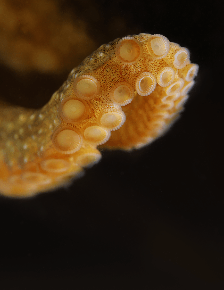 For octopuses, changing colors is hard work | Popular Science