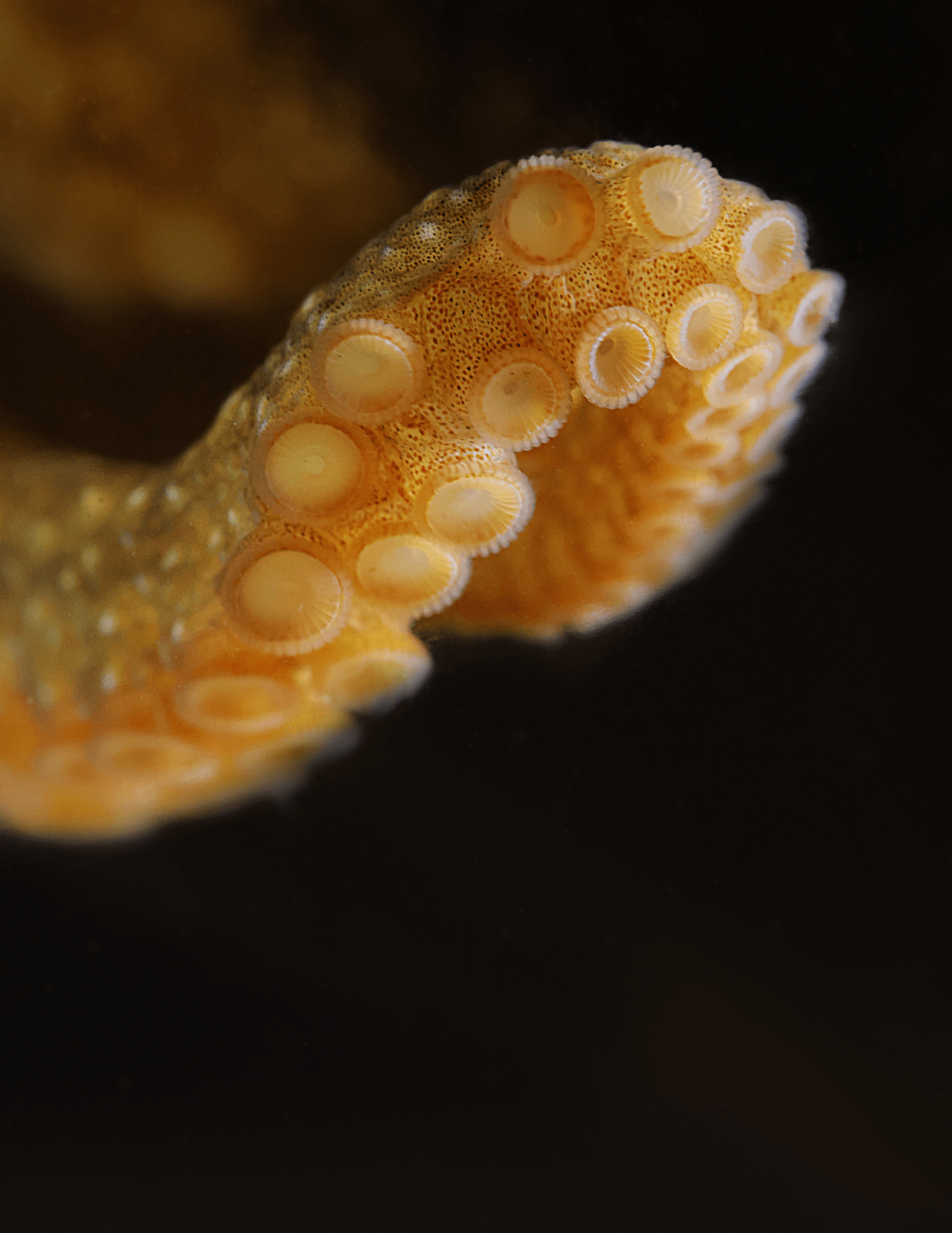 For octopuses, changing colors is hard work | Popular Science