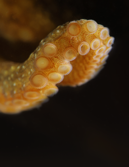 For octopuses, changing colors is hard work | Popular Science