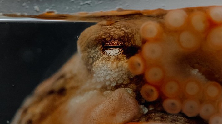 For octopuses, changing colors is hard work | Popular Science