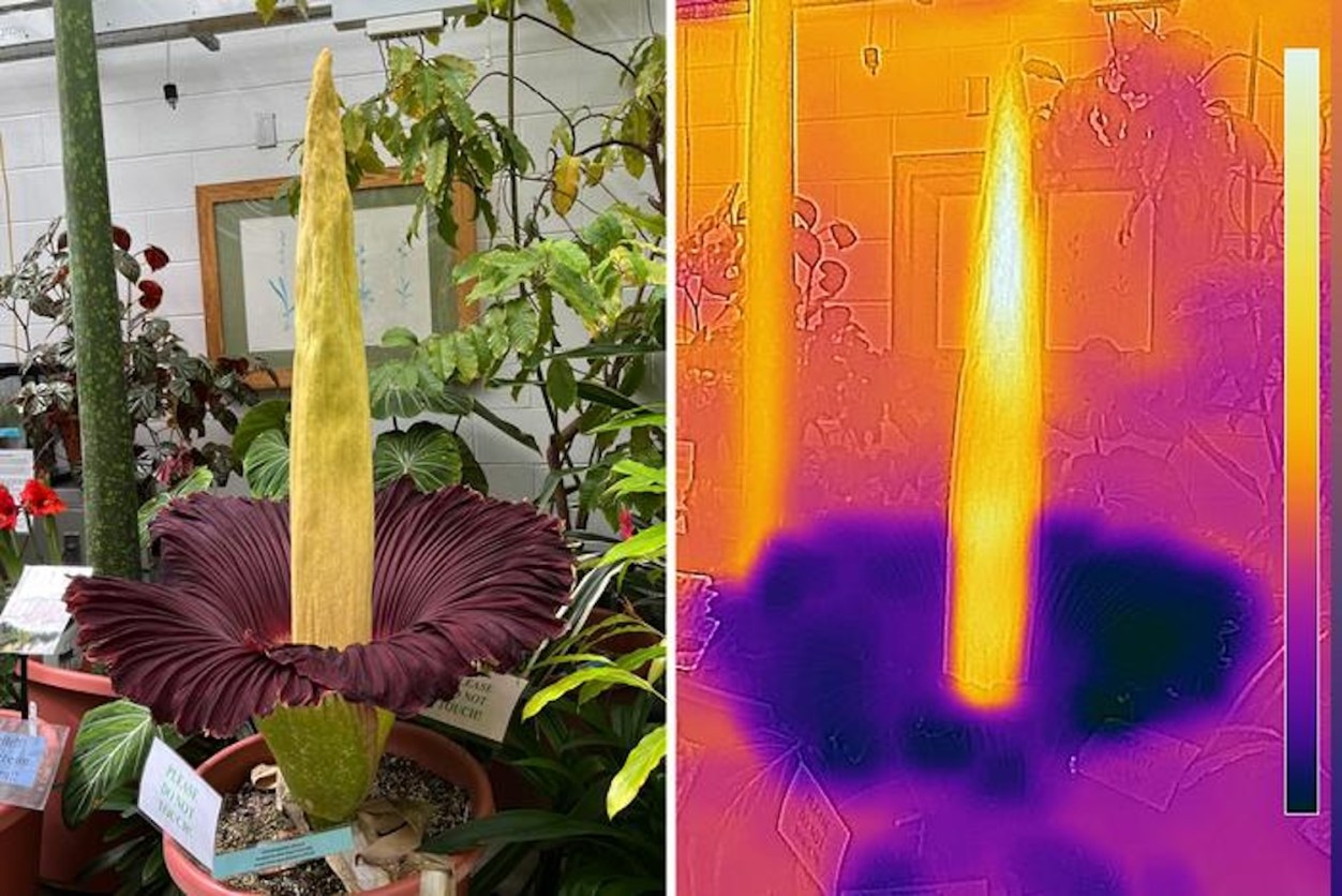 Scientists crack the mystery of why the corpse flower smells like death ...