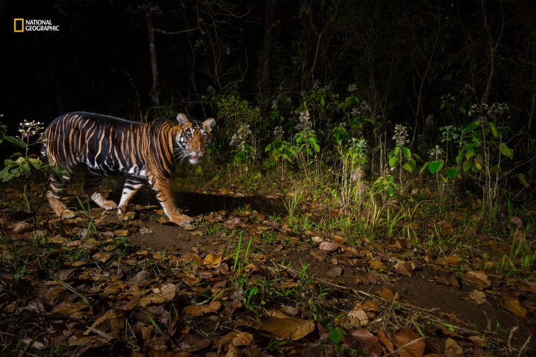 5 fascinating wildlife images from National Geographic's Pictures of the Year | Popular Science