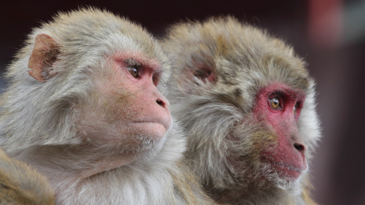 43 rhesus macaques have escaped from South Carolina’s ‘Monkey Farm ...