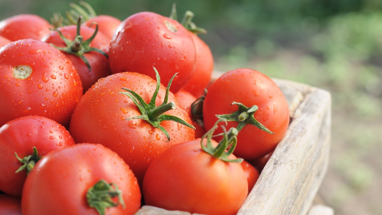 They CRISPR'ed tomatoes to make them sweet and large | Popular Science