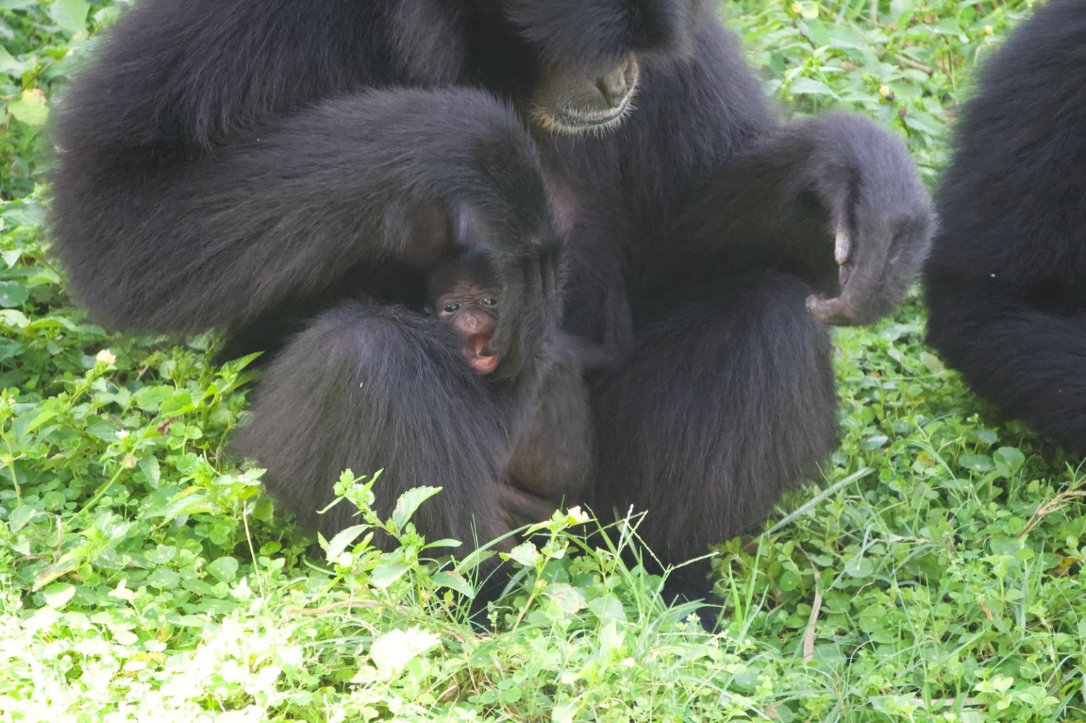 Endangered newborn siamang gibbon is a 'sign of hope' | Popular Science