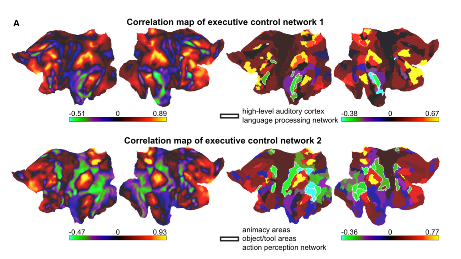 MIT maps how the brain experiences movies | Popular Science