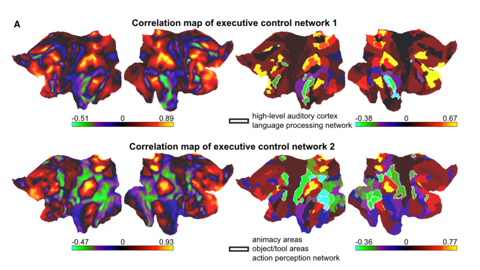 MIT maps how the brain experiences movies | Popular Science