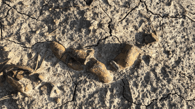 200-million-year-old dinosaur poop and vomit reveal a lost Jurassic ...