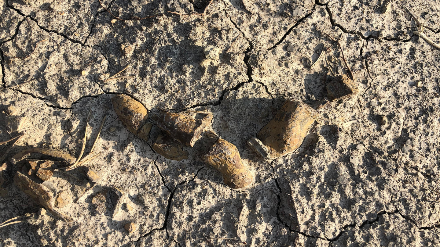 200-million-year-old dinosaur poop and vomit reveal a lost Jurassic ...