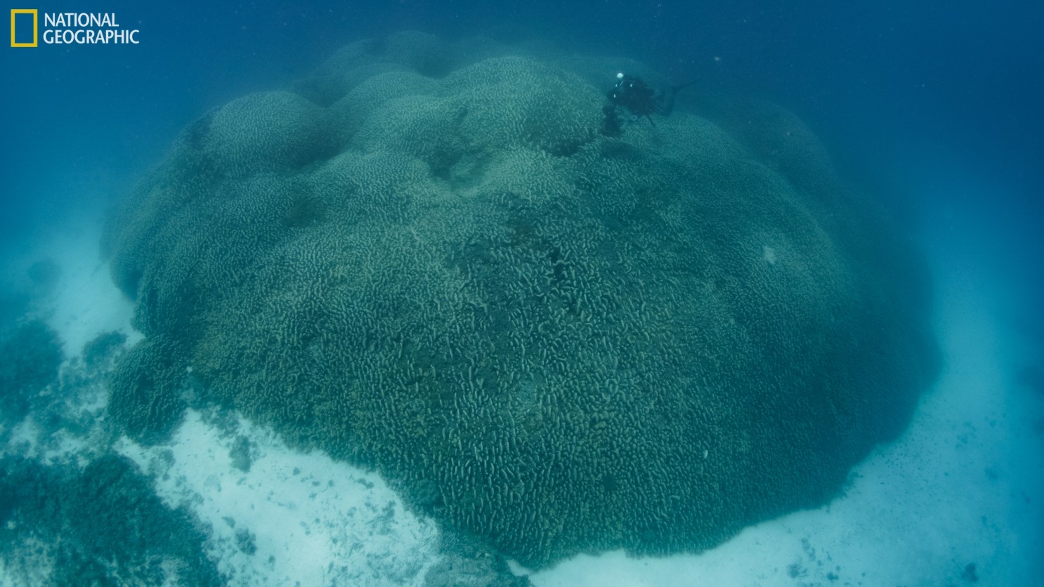 World’s largest coral discovered and it's longer than a blue whale ...