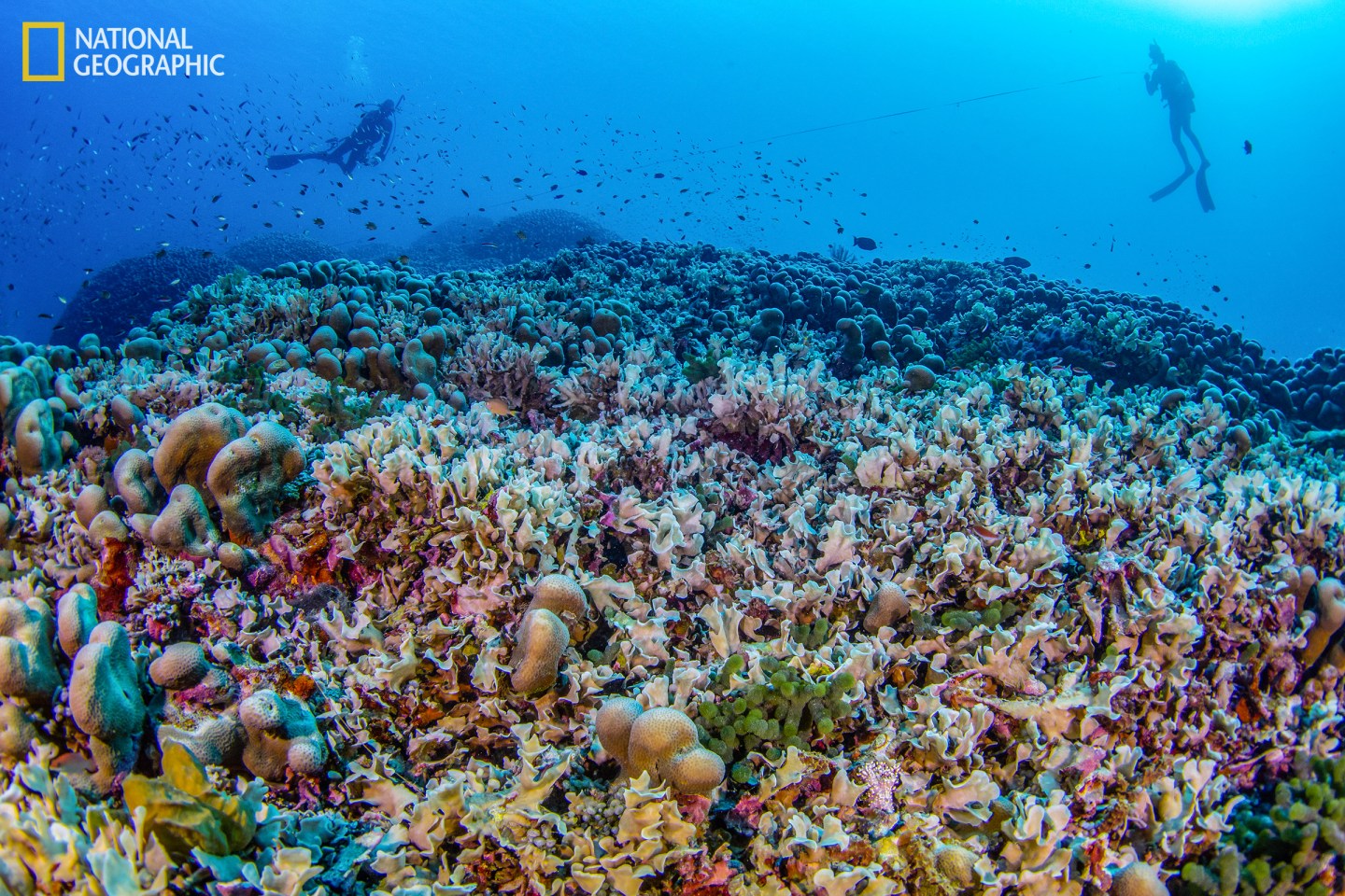World’s largest coral discovered and it's longer than a blue whale ...