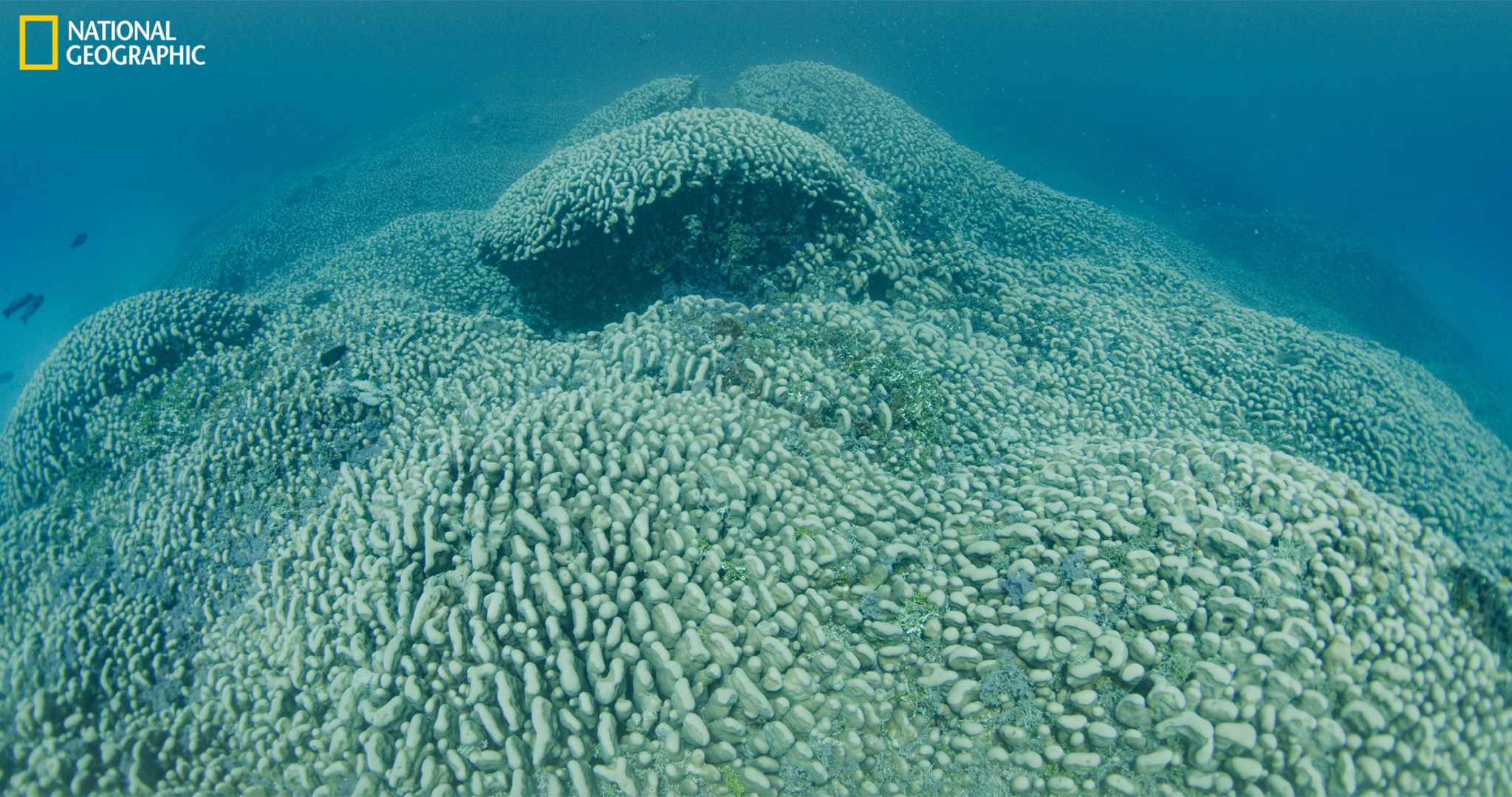 World’s largest coral discovered and it's longer than a blue whale ...
