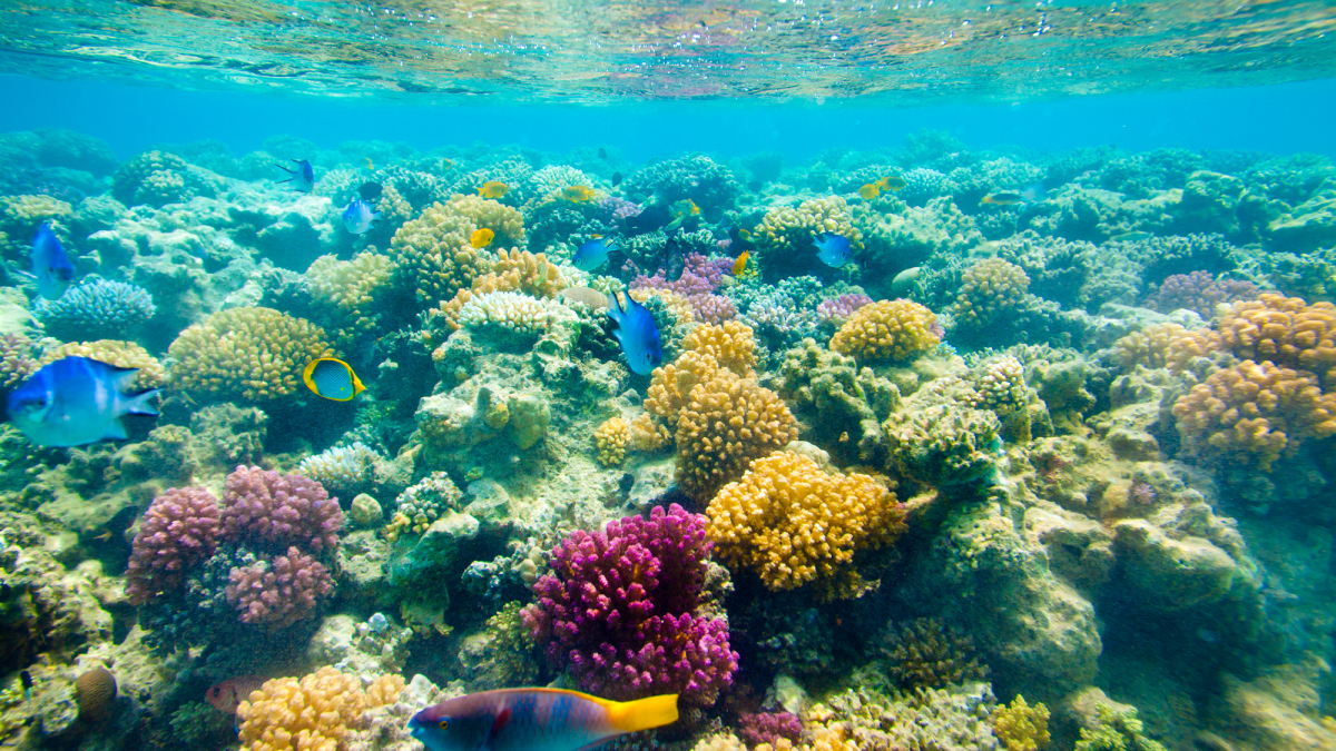 Chlorine and cocoa butter may help disease-ridden corals | Popular Science