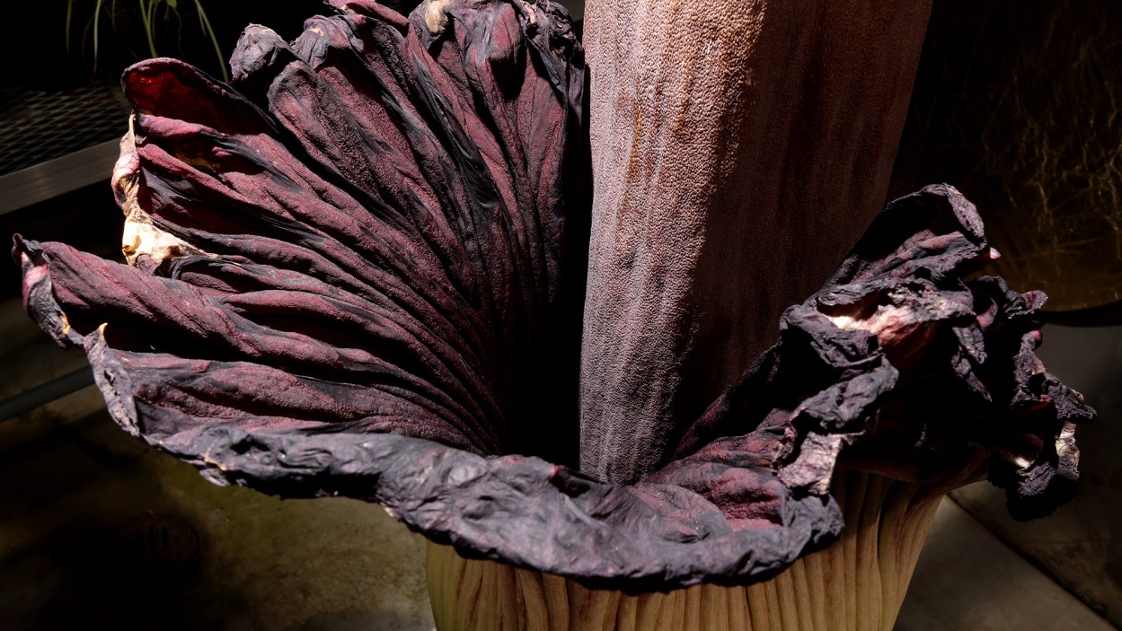 Scientists crack the mystery of why the corpse flower smells like death ...