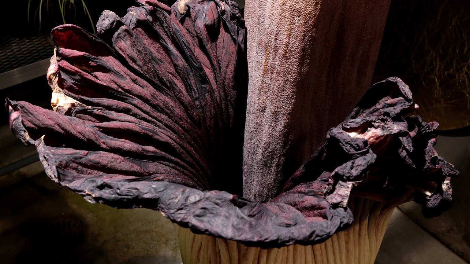 Scientists crack the mystery of why the corpse flower smells like death ...