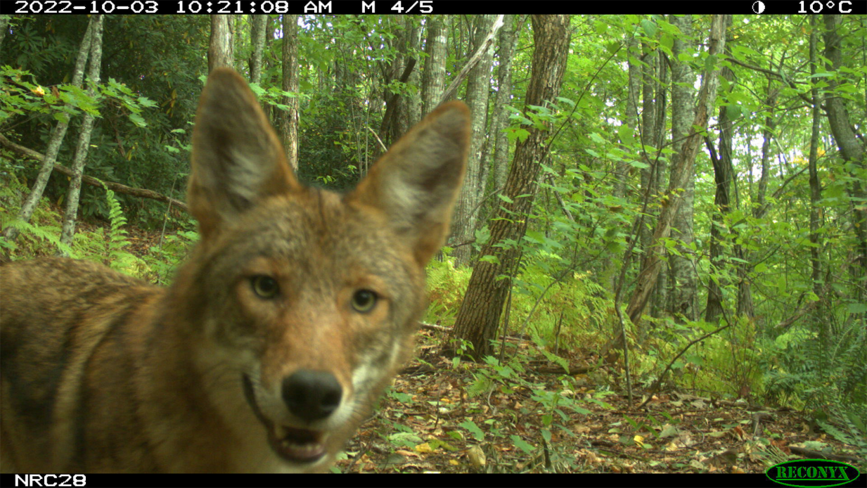 Coyotes appear to be thriving under pressure | Popular Science