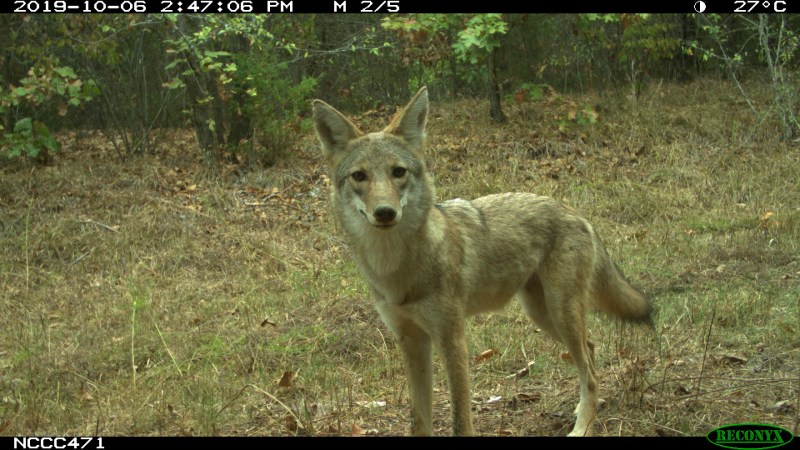 Coyotes appear to be thriving under pressure | Popular Science