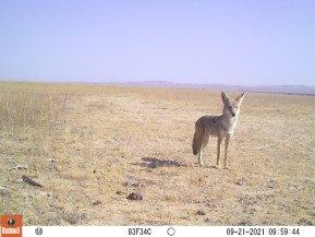 Coyotes appear to be thriving under pressure | Popular Science