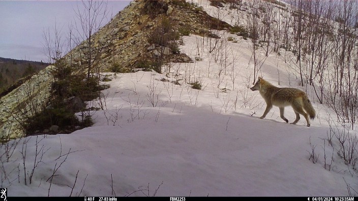 Coyotes appear to be thriving under pressure | Popular Science